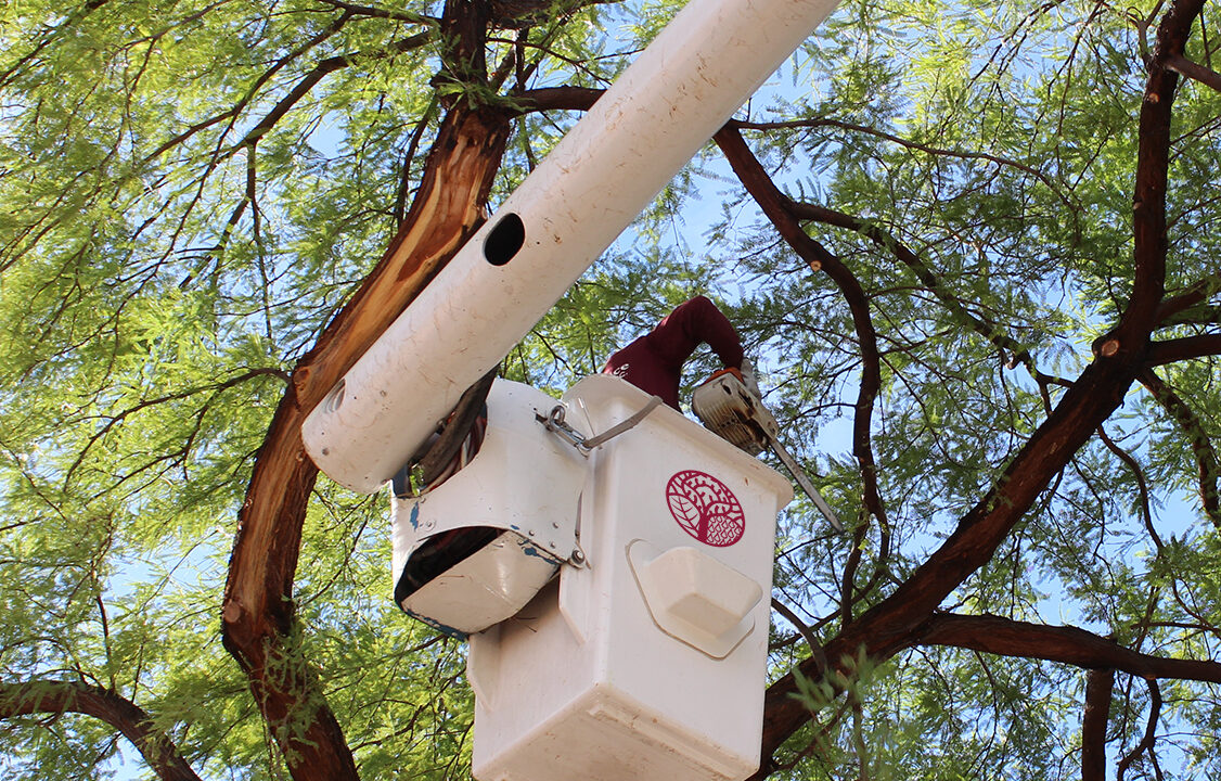 Tree Pruning | First Choice Tree Service