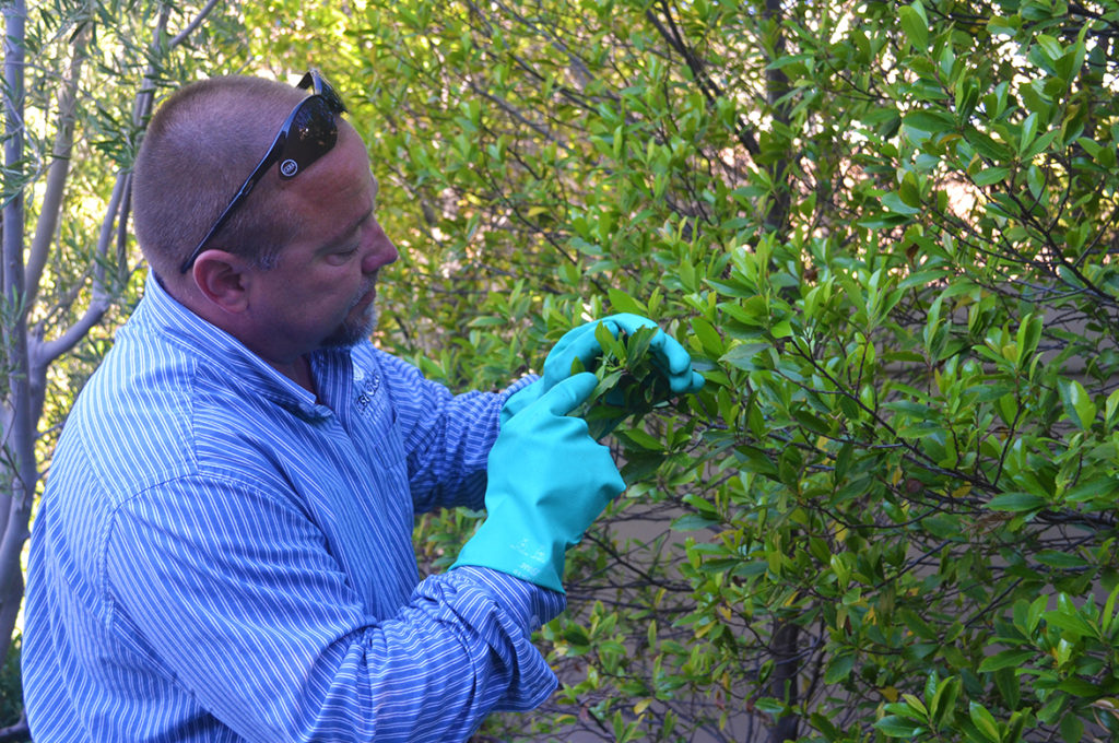 Plant Health Care | First Choice Tree Service