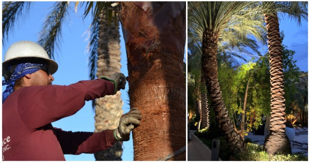 Blog | First Choice Tree Service