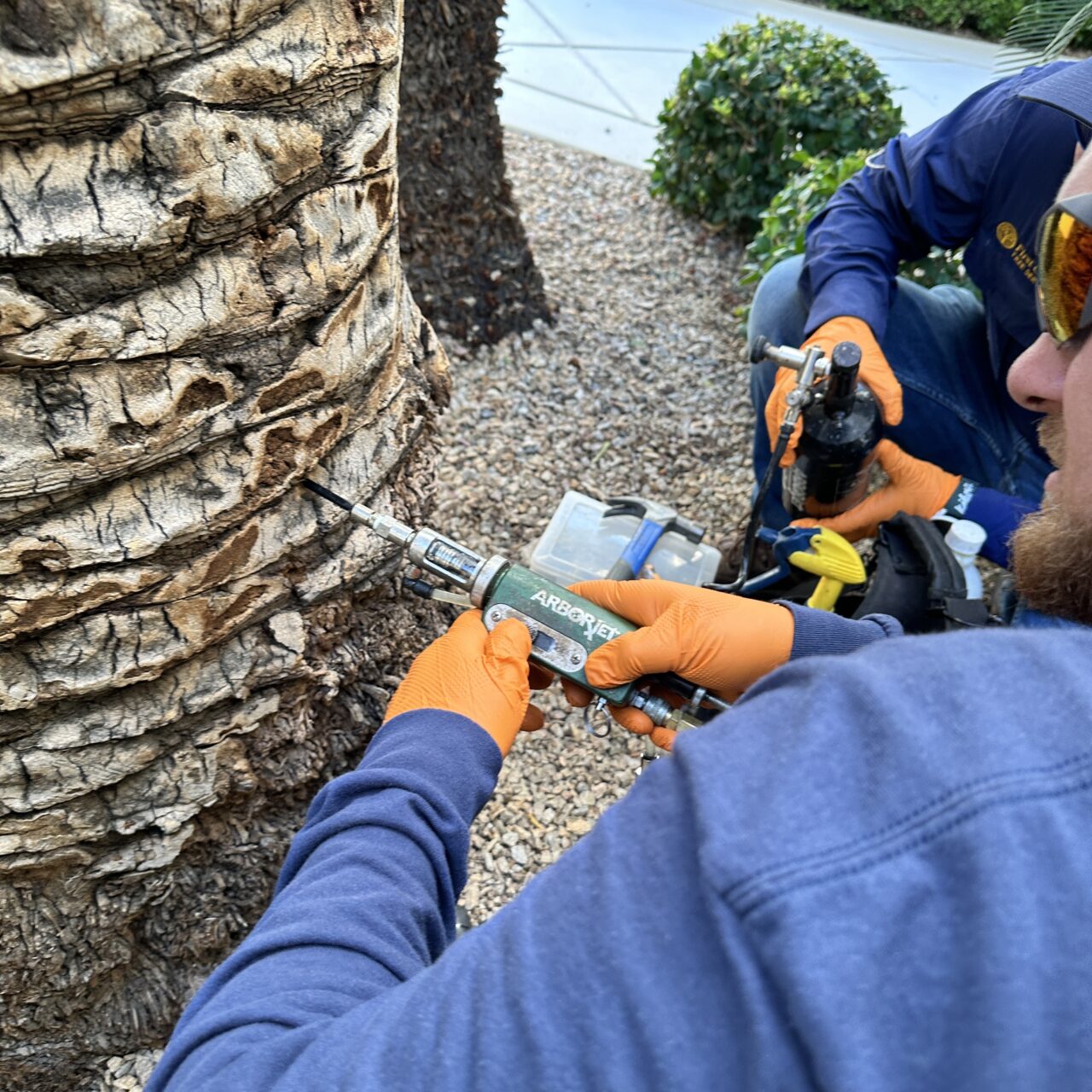 The Art and Importance of Palm Tree Pruning in Las Vegas | First Choice Tree Service