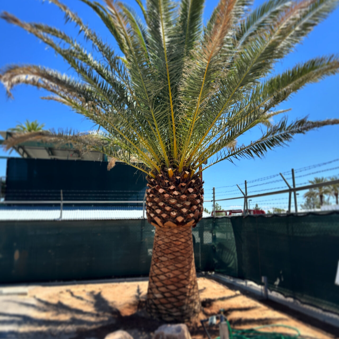 The Art and Importance of Palm Tree Pruning in Las Vegas | First Choice ...