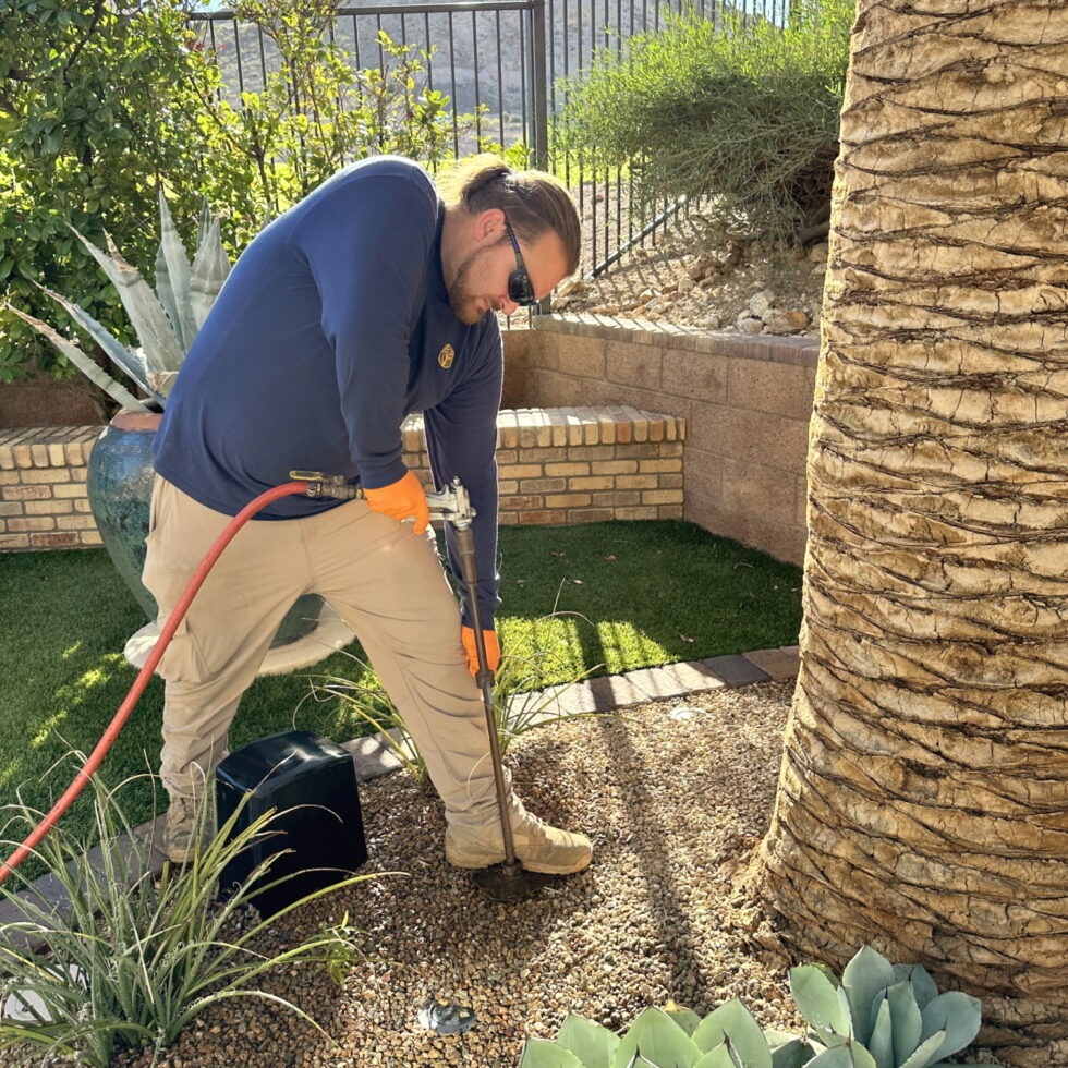 The Art and Importance of Palm Tree Pruning in Las Vegas | First Choice Tree Service