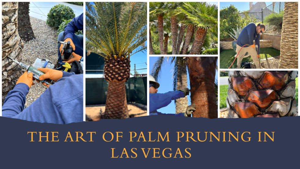 The Art and Importance of Palm Tree Pruning in Las Vegas | First Choice ...